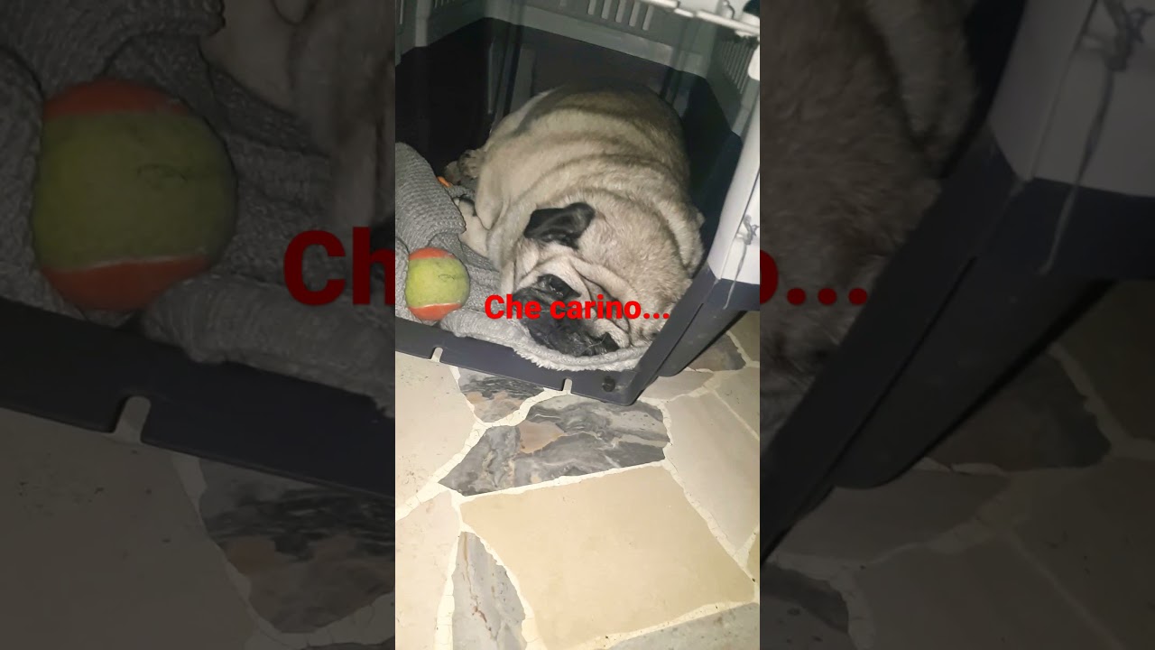 Il cane più carino del mondo... - YouTube