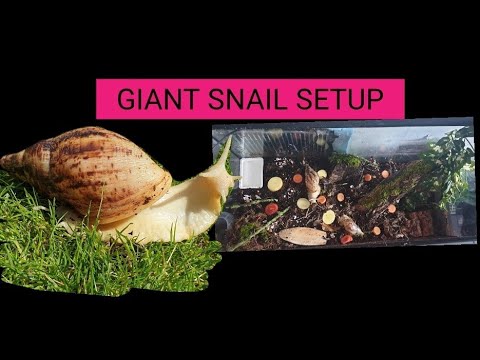 Updated enclosure for my GIANT AFRICAN LAND SNAILS (Lissachatina ...