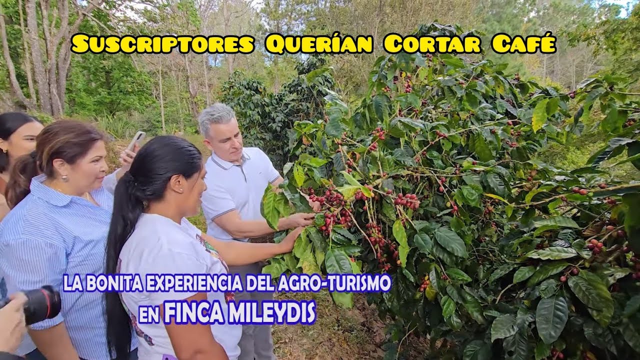 Llevamos a Suscriptores a Cortar Café en La Finca Mileidy en La Palma ...