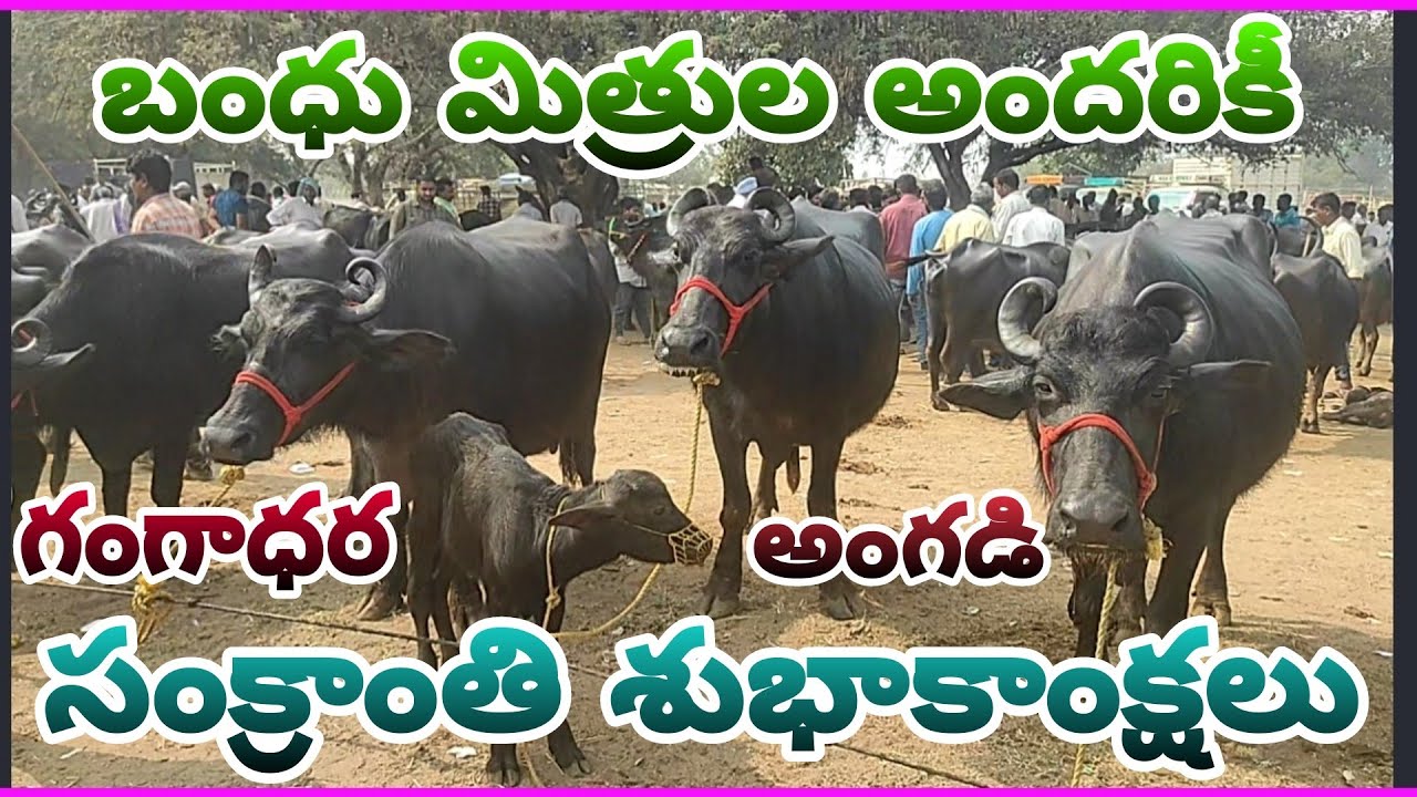 BUFFALO MARKET/Barla Angadi)Animal Market/GANGADARA ANGADI - YouTube