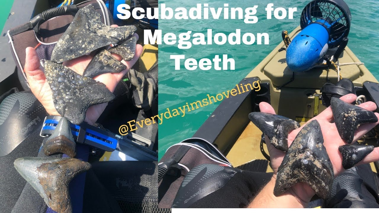 Megalodon shark tooth diving. Epic day!! - YouTube