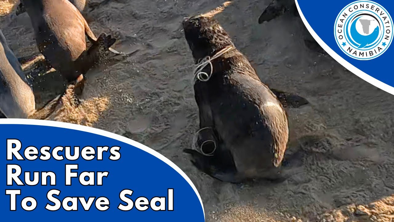 Rescuers Run Far To Save Seal - YouTube