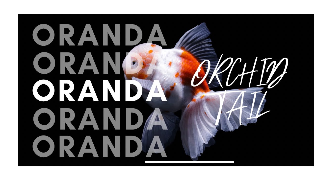 Showcasing - ORCHID TAIL ORANDA | SEASON 1 EPISODE 3 | by @showoffpets ...