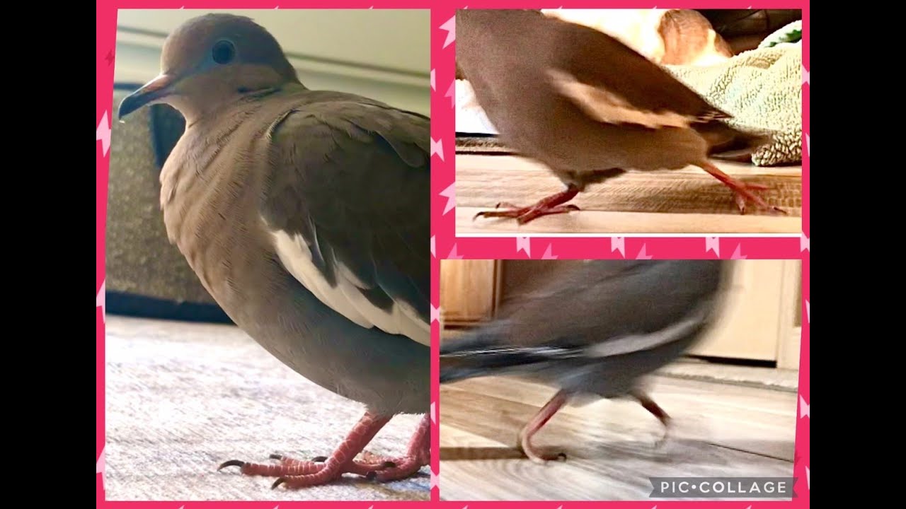 FUNNY DOVE RUNNING AROUND THE HOUSE! Silly Myrtle! #doves #birds # ...