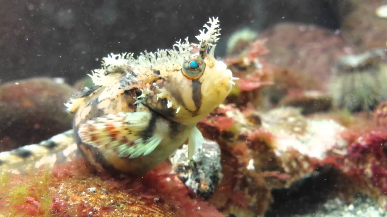Decorated Warbonnets (Chirolophis decoratus) in our display aquariums ...