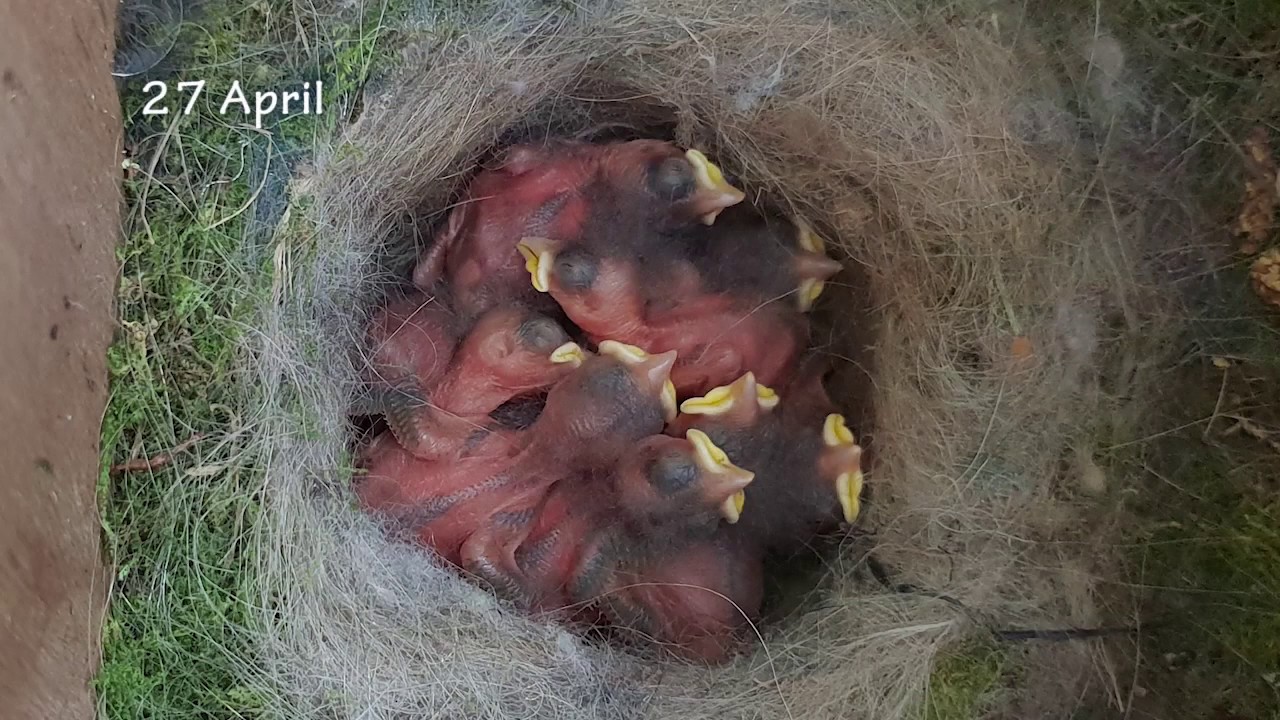 Nest Koolmees - YouTube