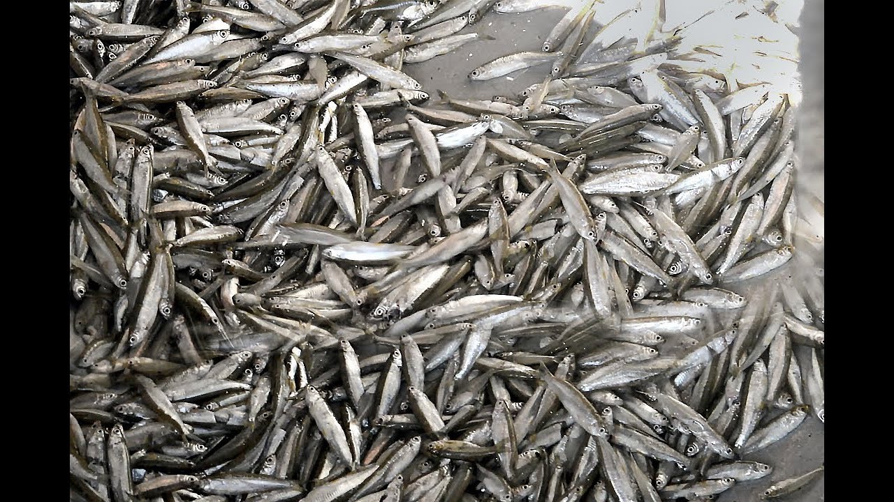 চলনবিলের তাজা চেলা মাছ Challan bill small fish traditional fish in ...