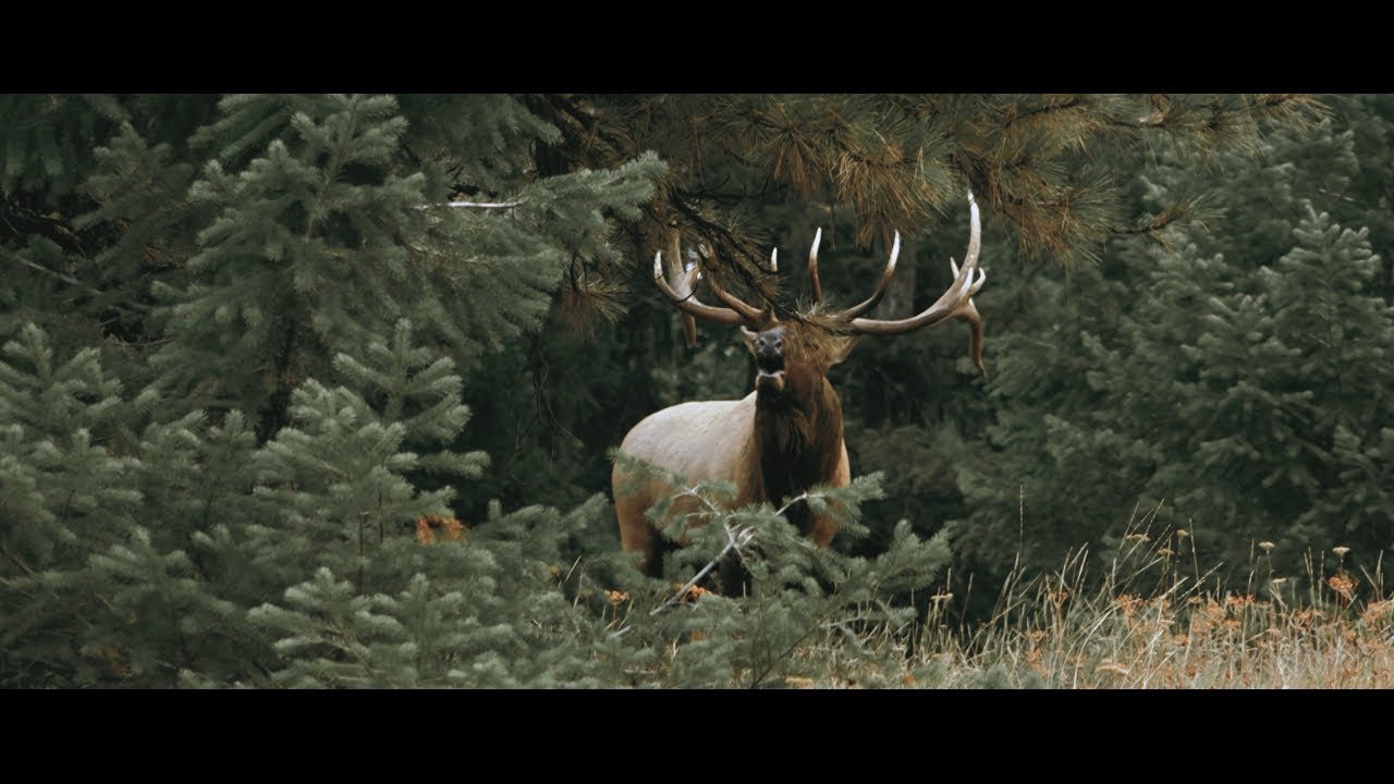 Wenaha 2019 Trailer - YouTube