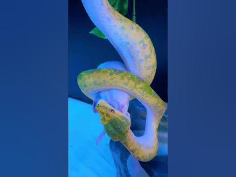Green tree python eating a mouse - YouTube