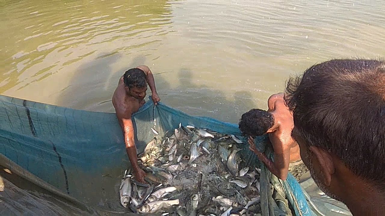 Net fishing to check how is going fish culturing - YouTube