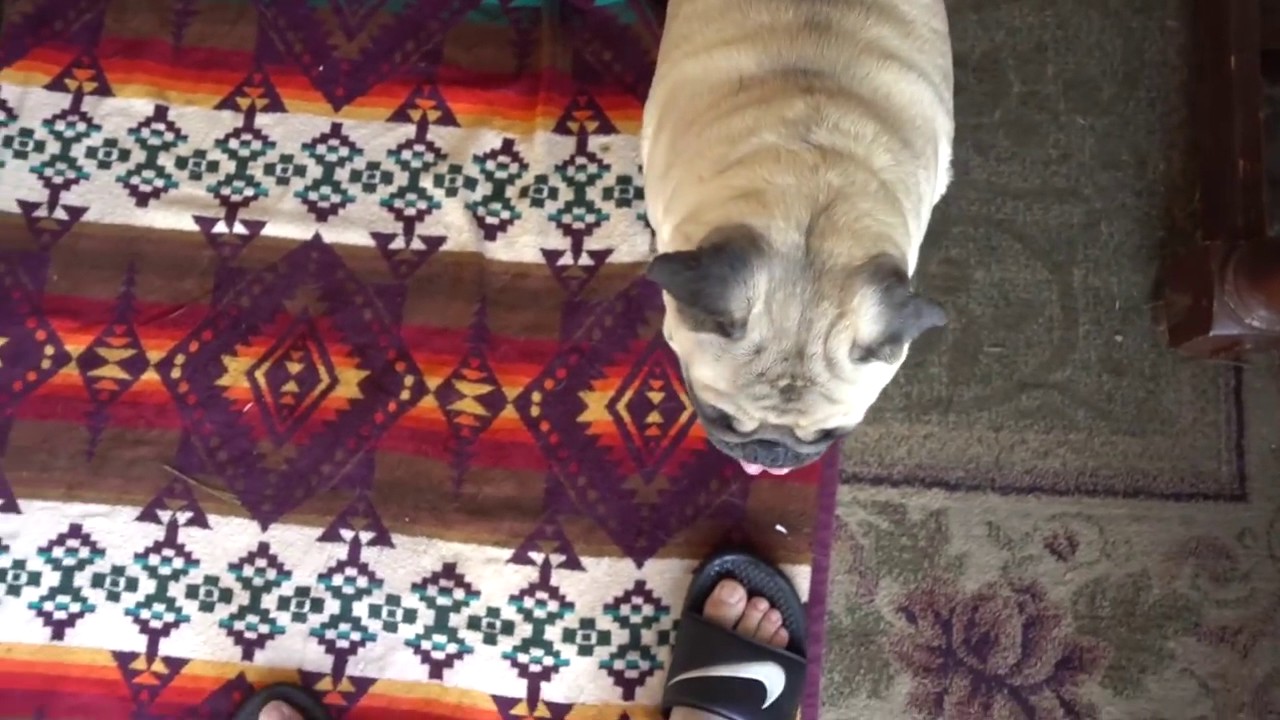 Bosley attacks the dog - YouTube