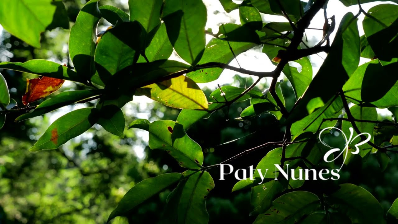 Paty Nunes 29 de Julho de 2023. "O Tempo do Criador é ÚNICO" - YouTube