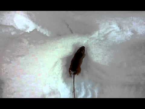 Mouse tunnels through deep snow - YouTube