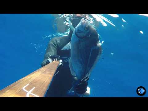 🌊UN' ENORME TANUTA 🌊con altre catture (Pesca Sub in apnea)