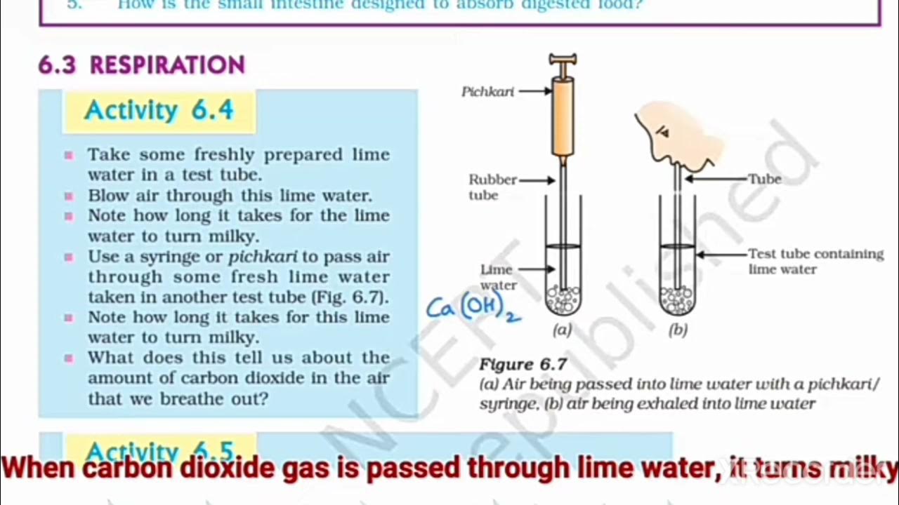 Respiration activity 6.4 life process chapter 6 science class 10 - YouTube