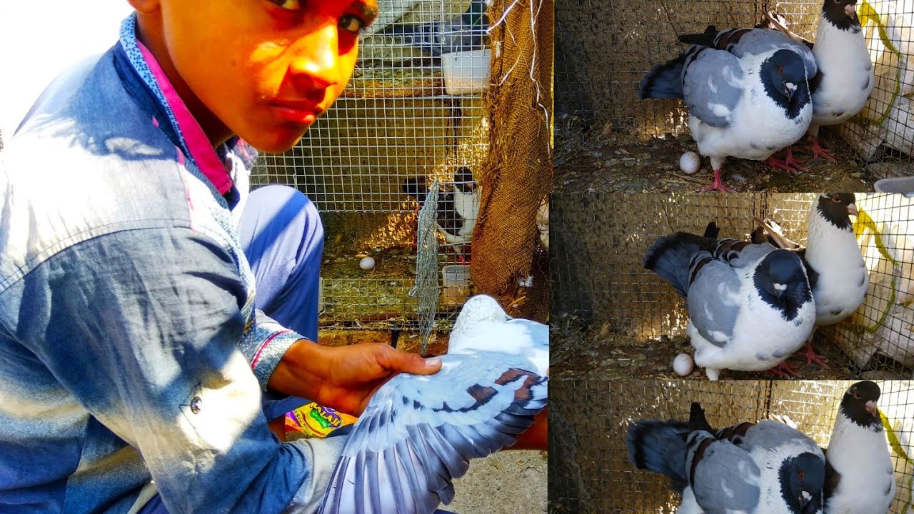 Fancy Pigeon in Nagpur | Modena Fancy Pigeon - YouTube