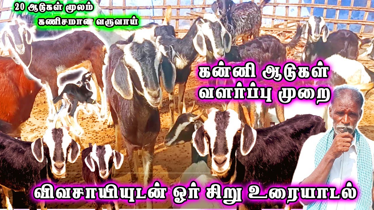 கன்னி ஆடுகள் வளர்க்கும் விவசாயியிடம் ஓர் சிறு உரையாடல் | Kanni aadu ...