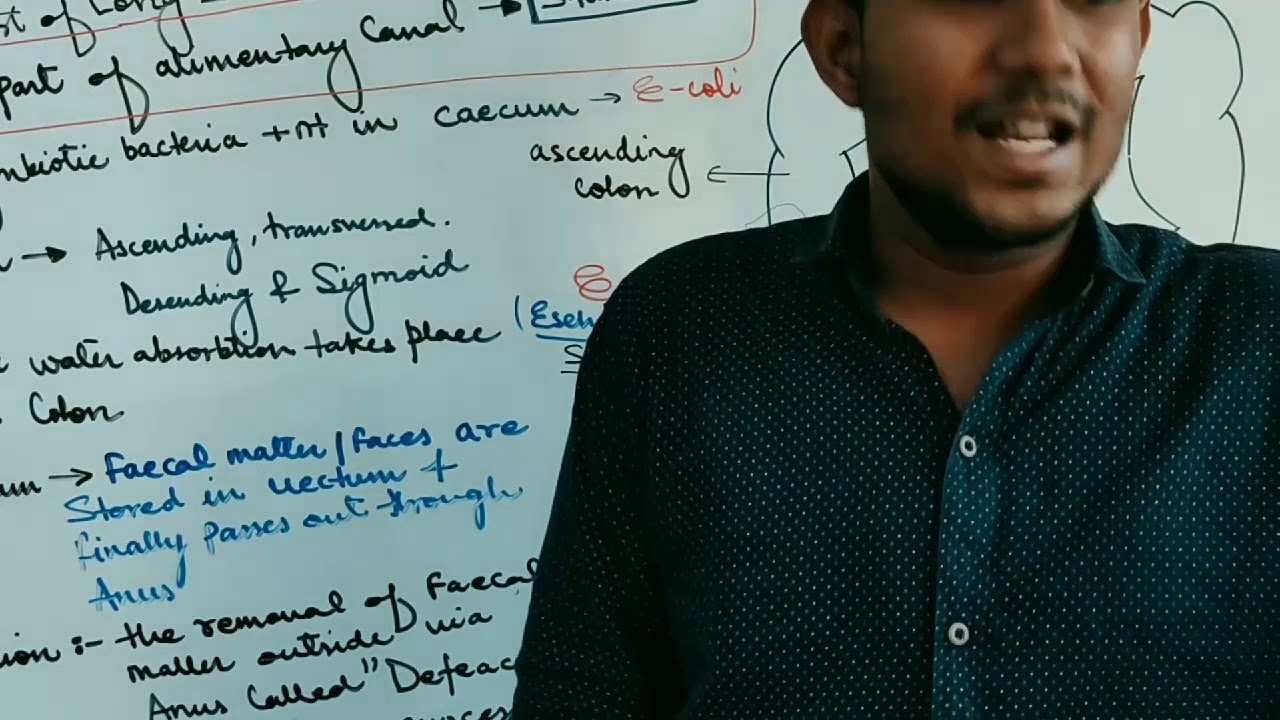 human digestion class 10th|| large intestine||life process 10th class ...