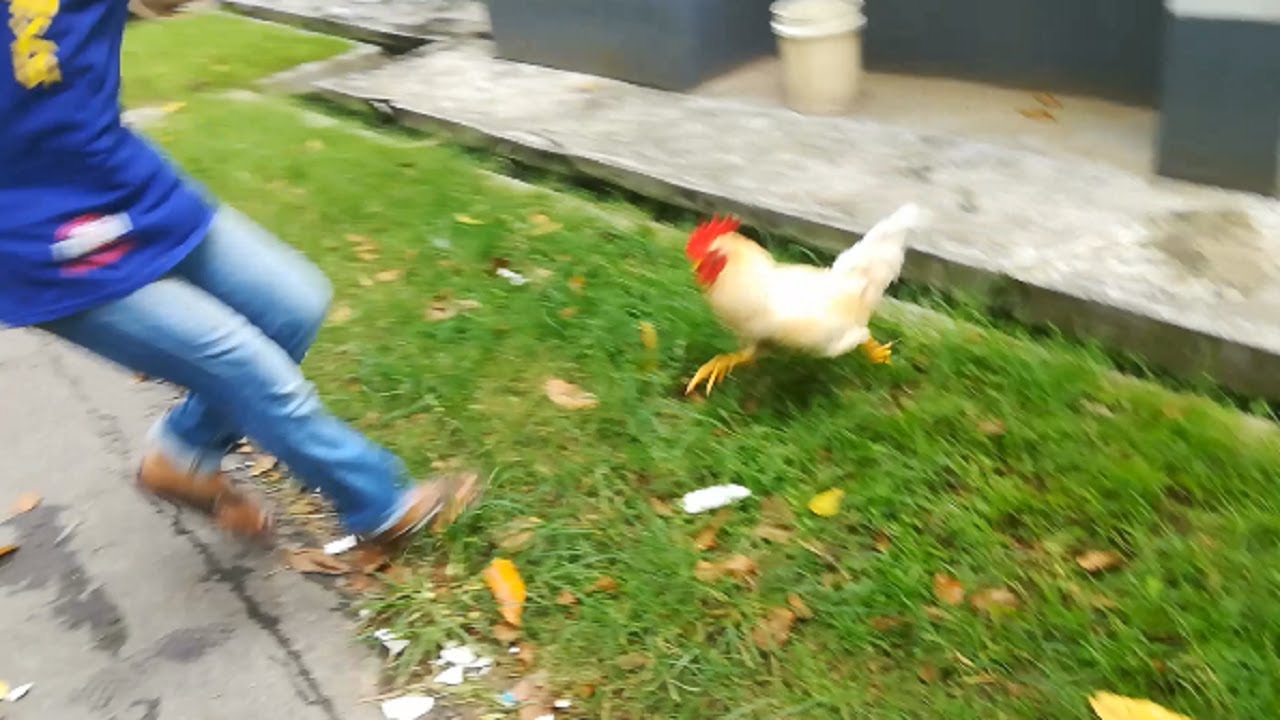 Angry Hen Attacks! Funny Roosters Chasing People 🐔🐓🐔! Hilarious ...
