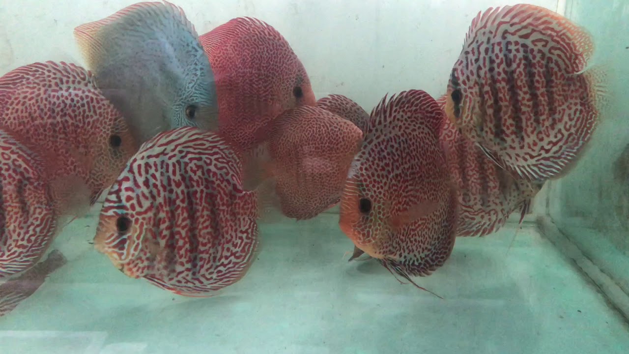 Visit one of the biggest discus farm in penang (Inda discus farm by ...