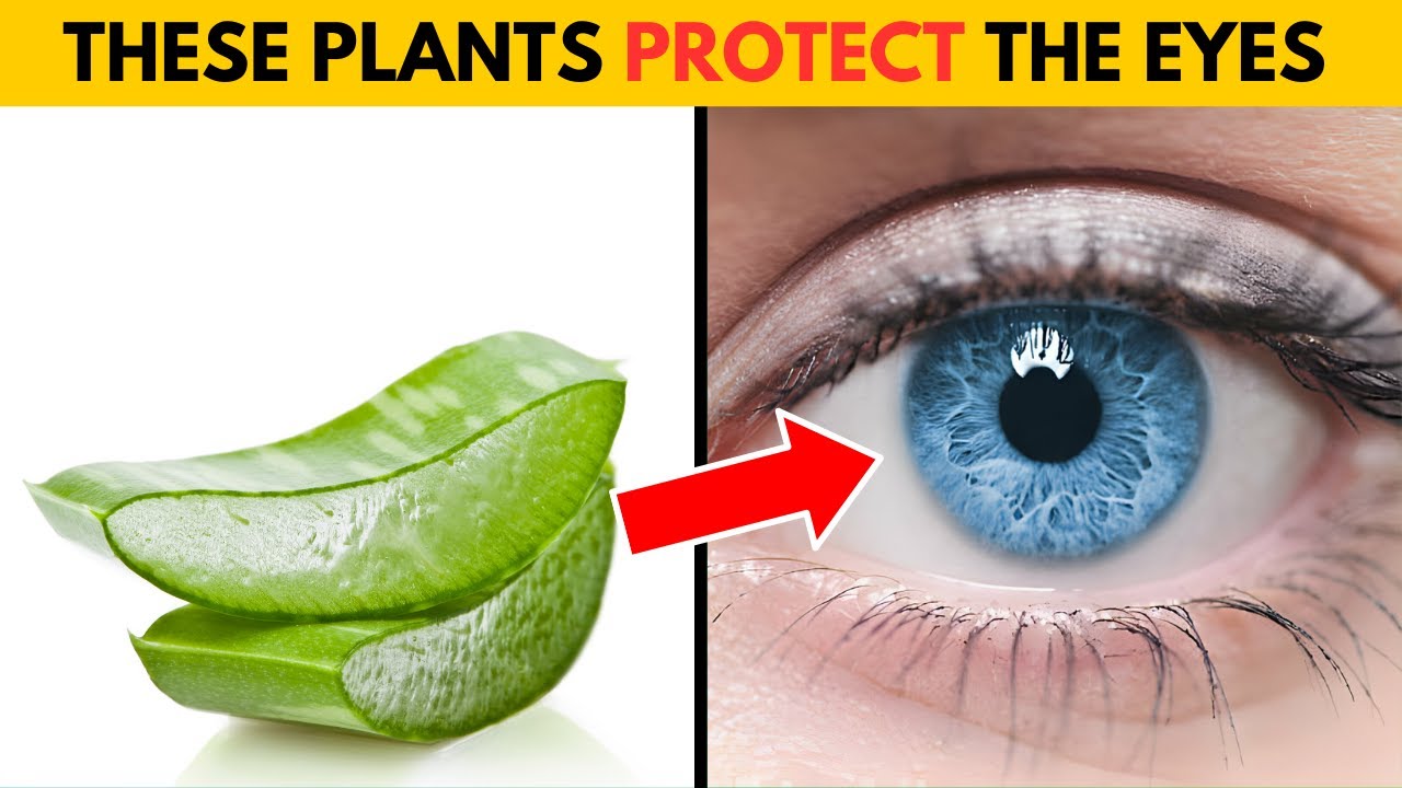 Boost Your Eye Health with These 8 Plants That Protect and Repair ...