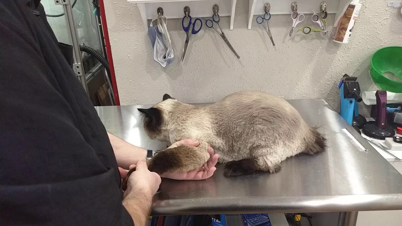 Cat grooming- so what is a teddy bear trim? - YouTube