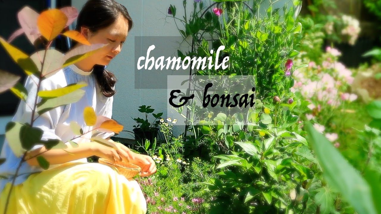 Spring Garden Magic: Creating My Dream Chamomile Garden #backyardgarden ...