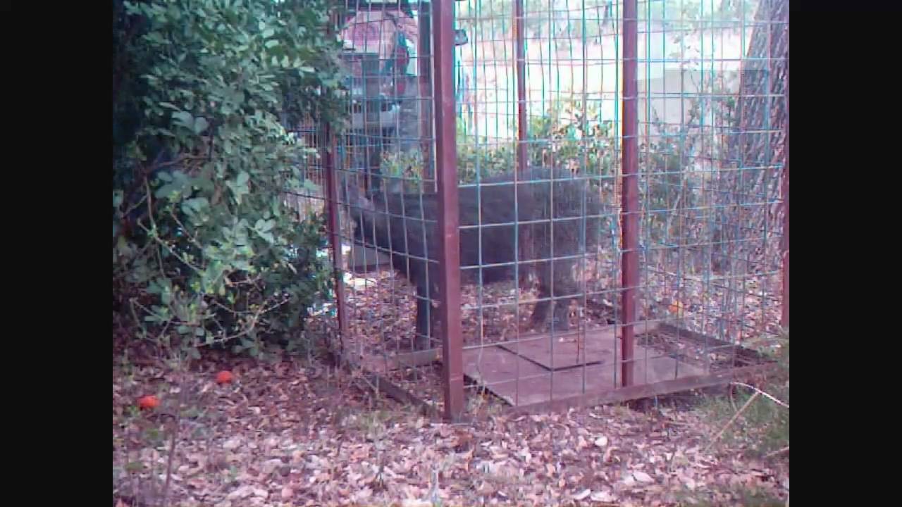 DNAHogHunter: Hog Hunting Head Shots, Hog Trapping Kill Shot - YouTube