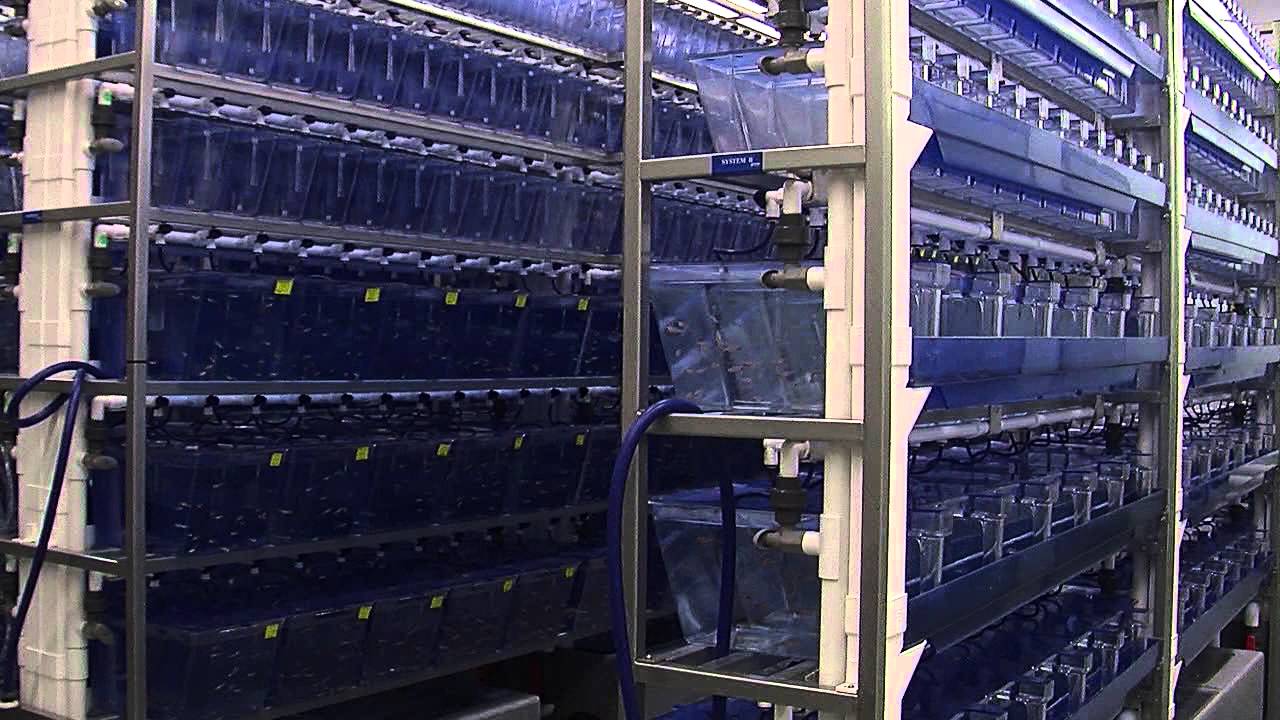 The Berman Zebrafish Lab opens in the IWK - YouTube