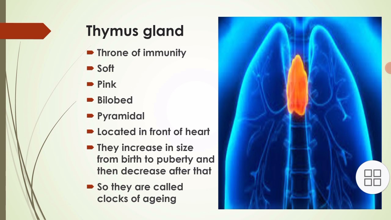 Thymus Function