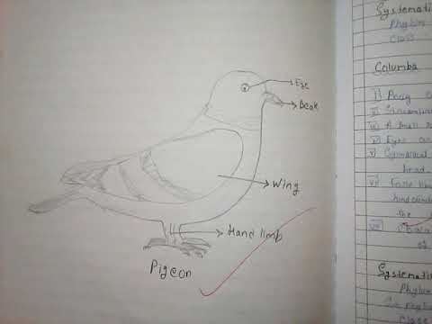 Biology practical class 11 part-l - YouTube