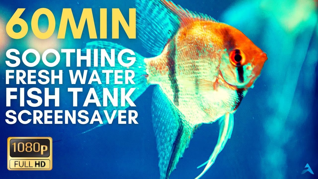 60min Soothing Freshwater Fish Tank Aquarium Screensaver For Relaxation ...