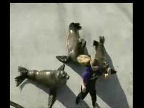 Funny Seal Dance! - YouTube