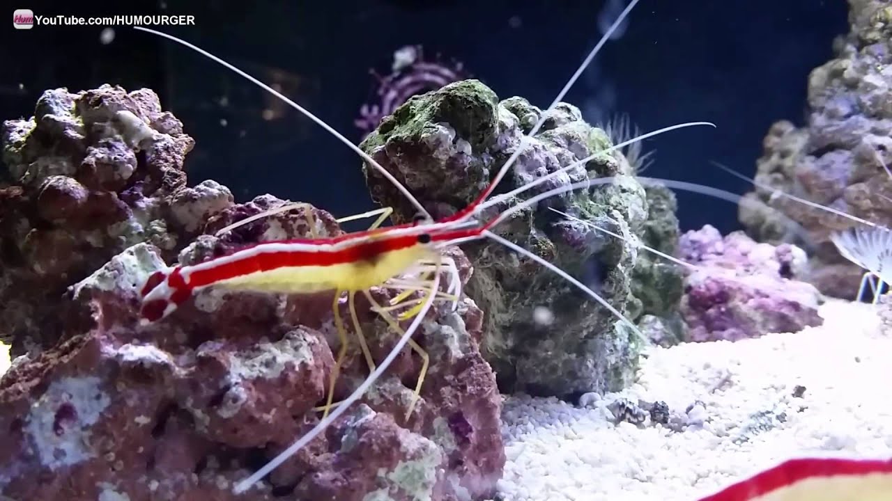 Lysmata Amboinensis - YouTube