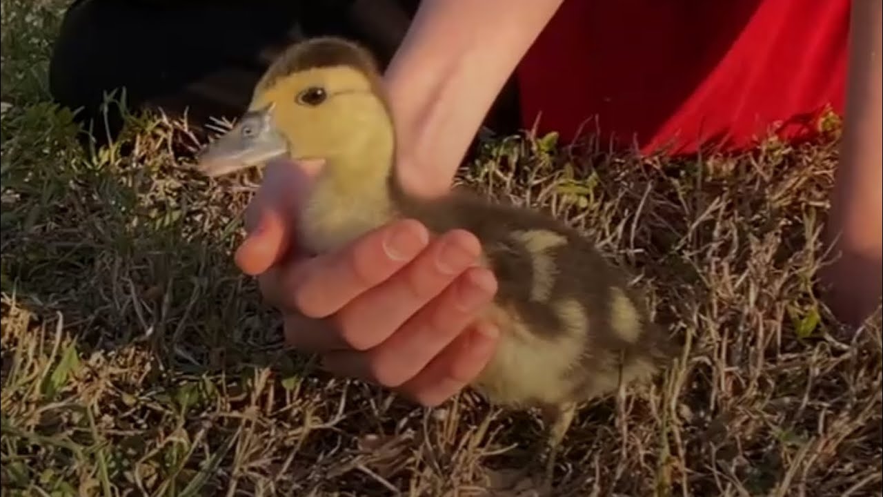 The Story of My Pet Duck (Pip) - YouTube
