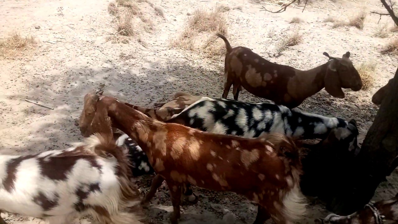 Damani goat female kids extreme quality | damani goats for farm startup ...