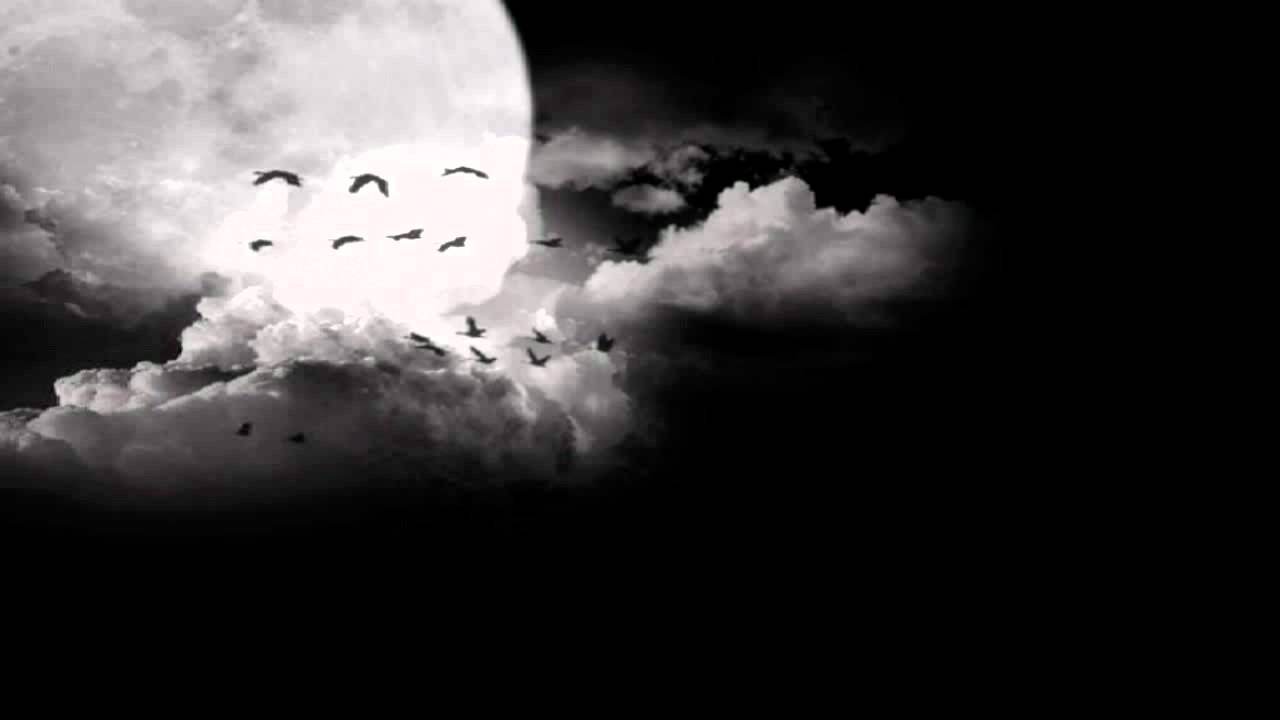 If These Trees Could Talk - The Aleutian Clouds - YouTube