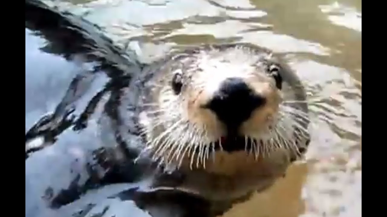 Cute Talking Sea Otter! - YouTube