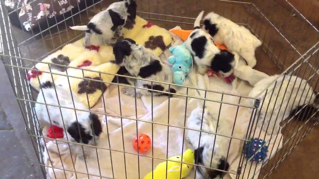 Freya's cockapoo puppies 7 weeks old - YouTube