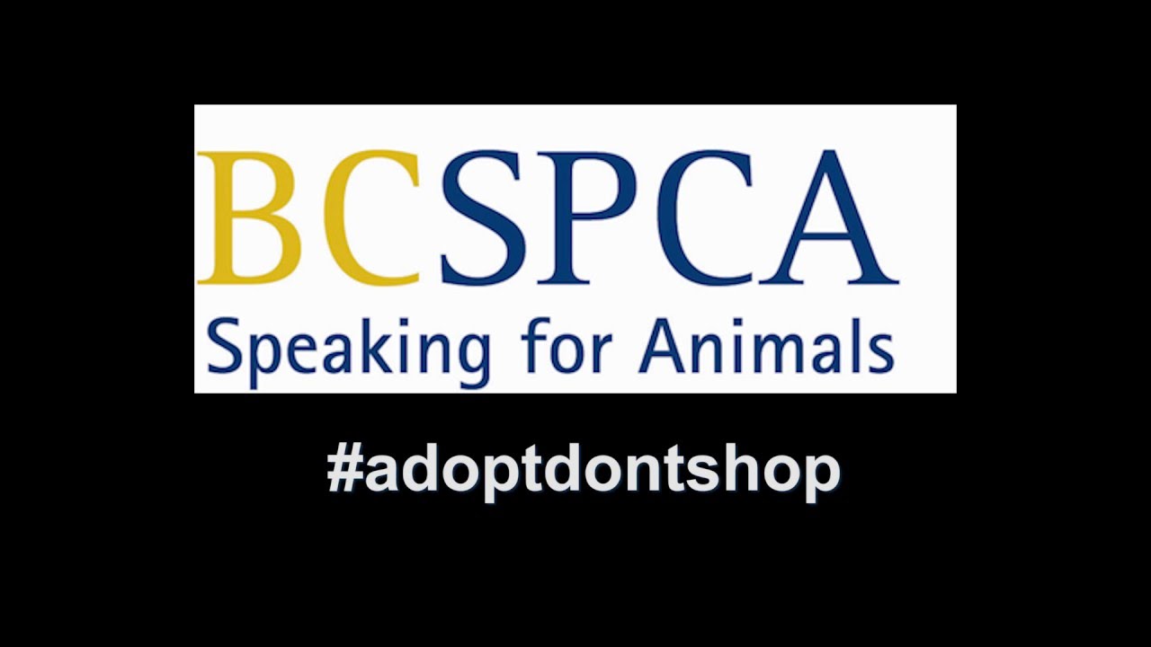 QUEEN'S AMBA 2017, Team Edmonton/Vancouver (SPCA Extended Version ...