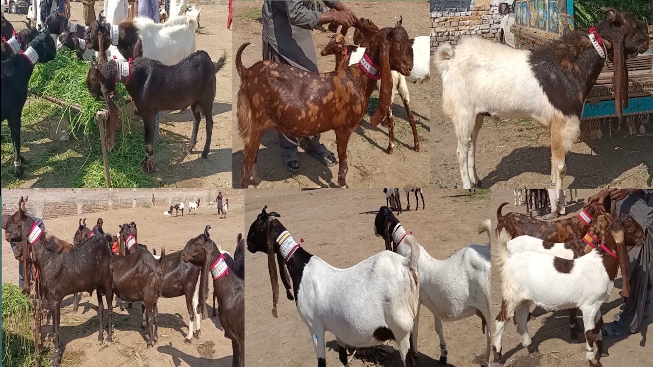 Sindhi goat breeds - YouTube