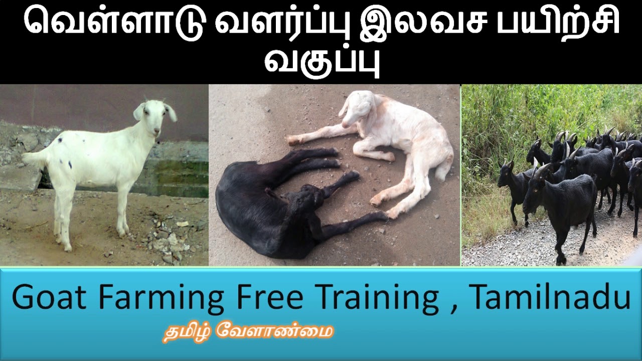 Aadu Valarpu Free Training - YouTube