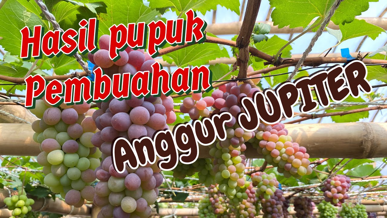 HASIL PUPUK PEMBUAHAN ANGGUR JUPITER - YouTube