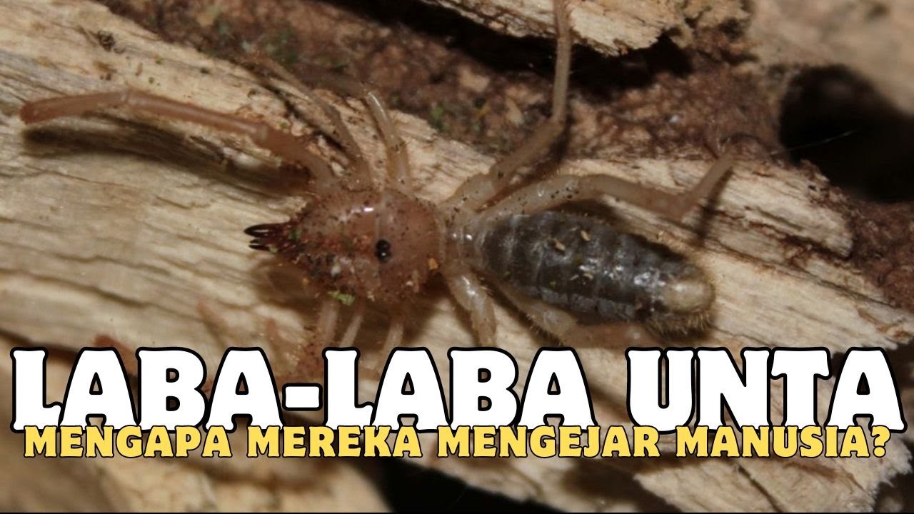 Fakta Unik Laba-laba Unta, Mengapa Mereka Mengejar Manusia? - YouTube