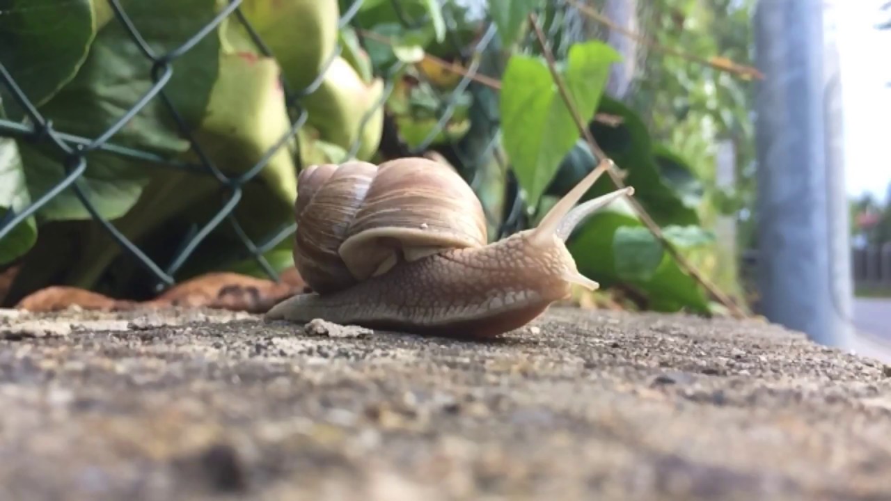 Snail in super slow motion... - YouTube