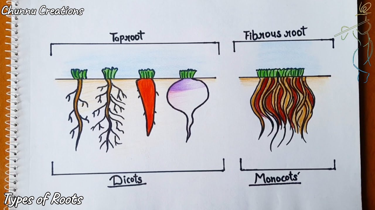 types of roots drawing|different types of roots drawing|types of roots ...