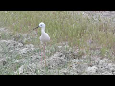 Caydaq cüllüt (lat. Himantopus himantopus), Bayağı uzunbacak, Black-Winged Stilt