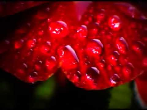 Süleymanlı Evlatları adlı İlahi