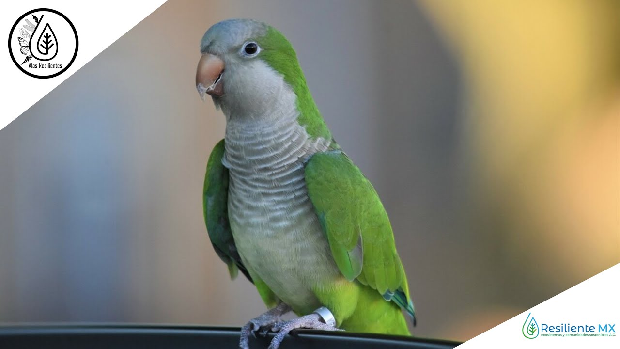 VOZ y LLAMADOS Perico Monje Argentino "Myiopsitta monachus" Monk ...