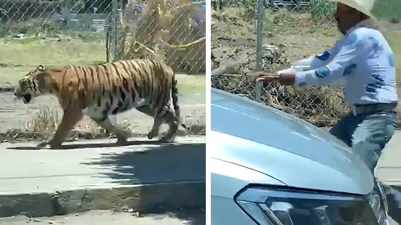 Escaped tiger caught with lasso on streets of Guadalajara, Mexico - YouTube